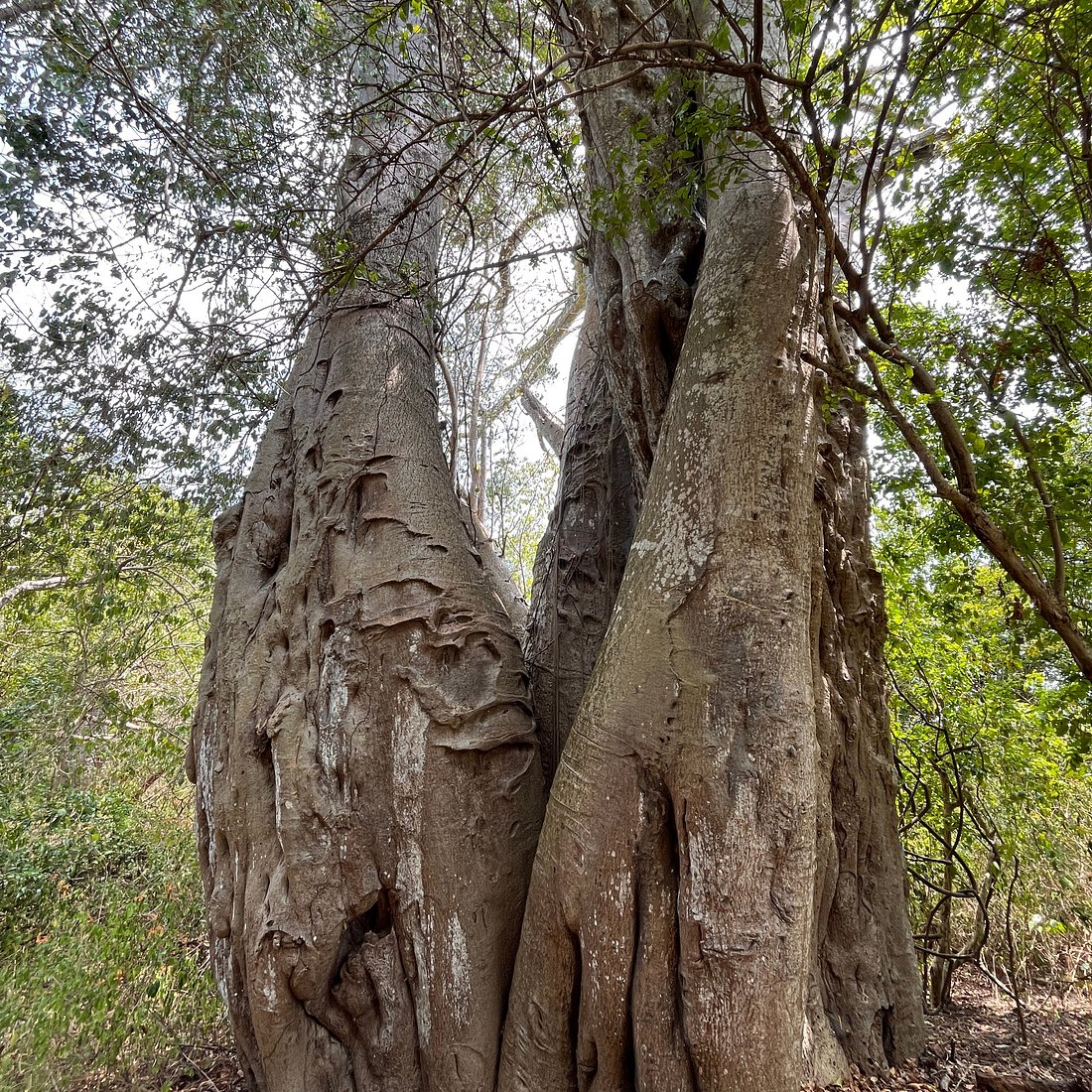 Mnarani Ruins Kilifi: History, Snake Park, Entry Fees & Visitor Guide