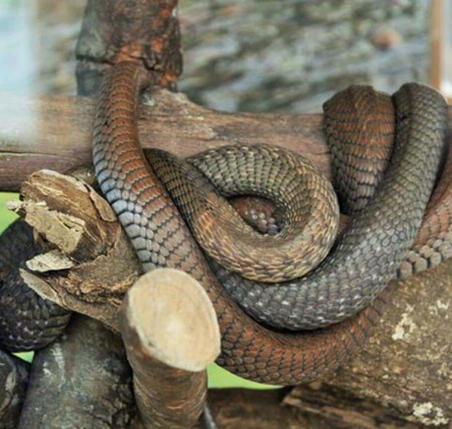 Mnarani Ruins Kilifi: History, Snake Park, Entry Fees & Visitor Guide